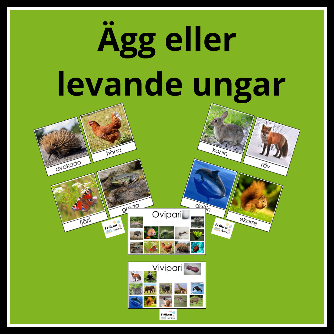 Ägg eller levande ungar | Teach Academy Ägg eller levande ungar | Teach Academy